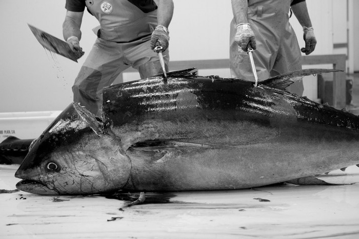 Ronqueo del atún rojo | Gadira