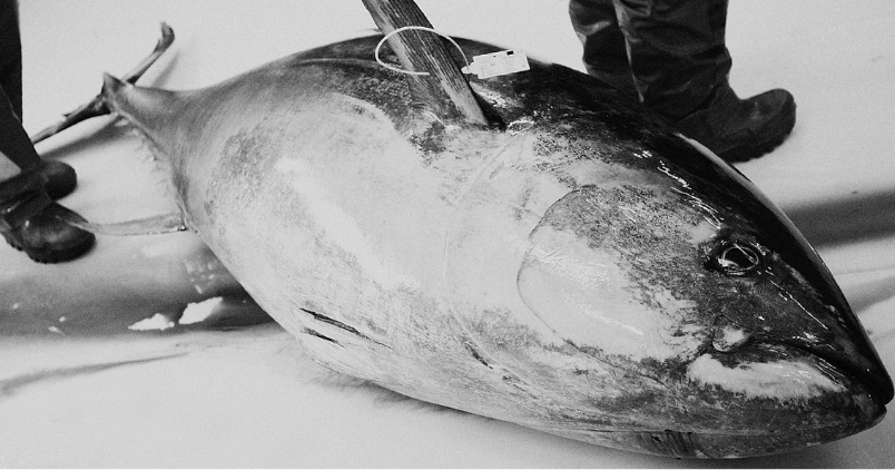 Gadira atún rojo salvaje de almadraba