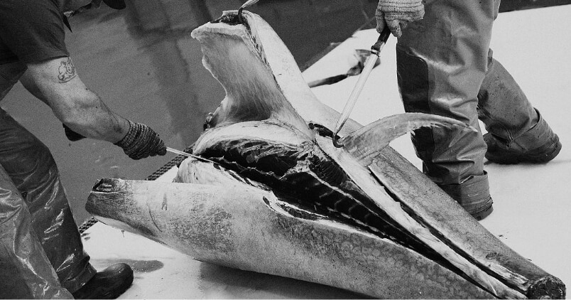 Gadira atún rojo salvaje de almadraba